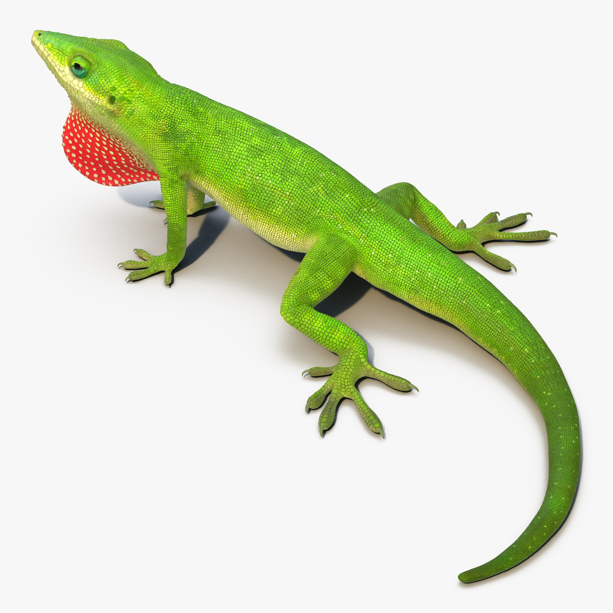 3d carolina anole lizard pose model