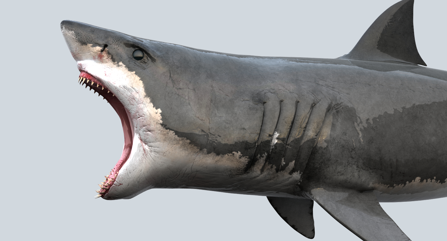 3d model shark rigged white