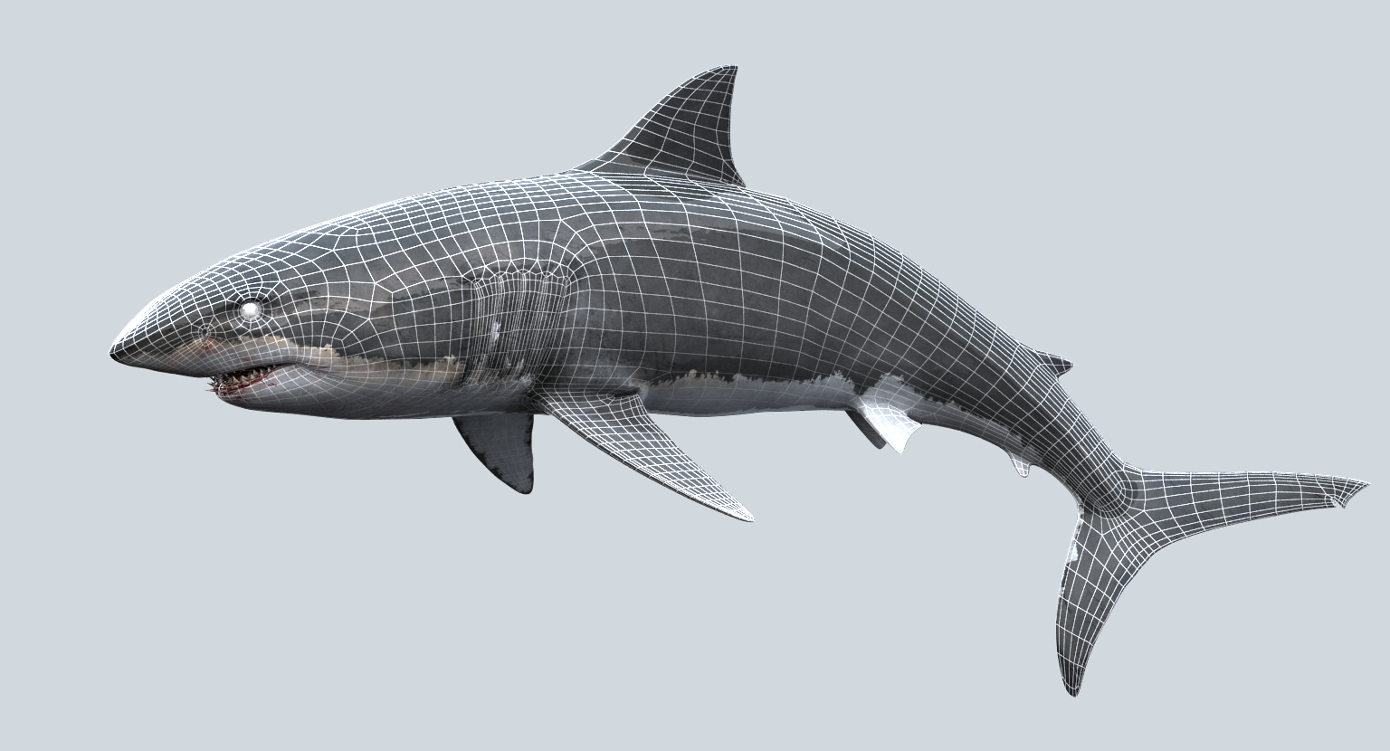 3d model shark rigged white