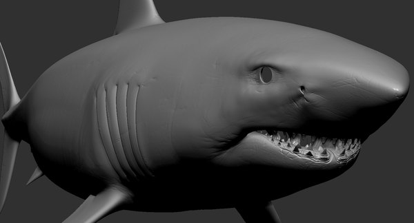 3d model shark rigged white
