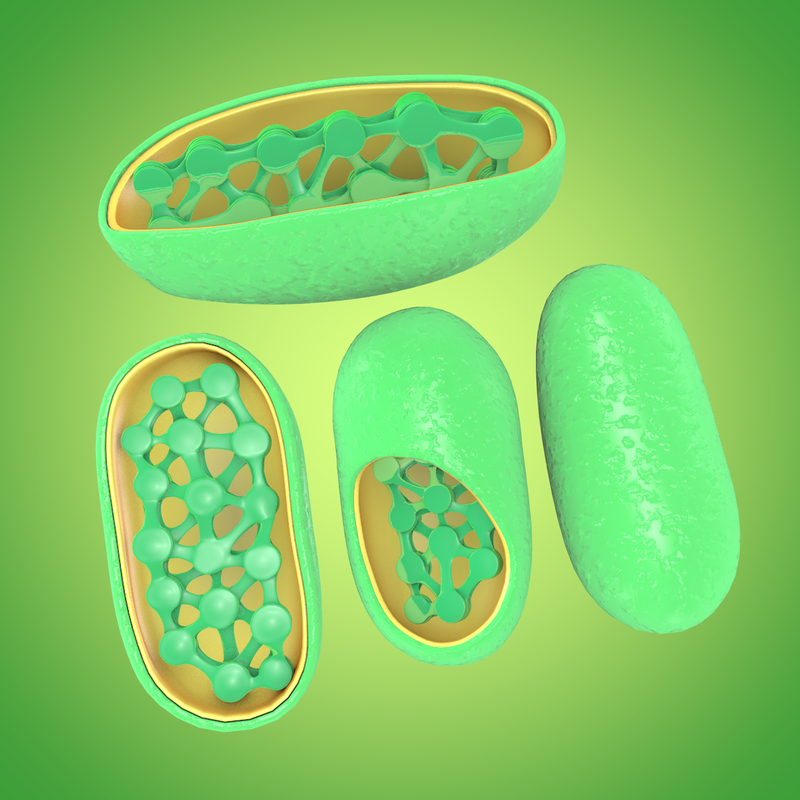 chloroplast 3d obj