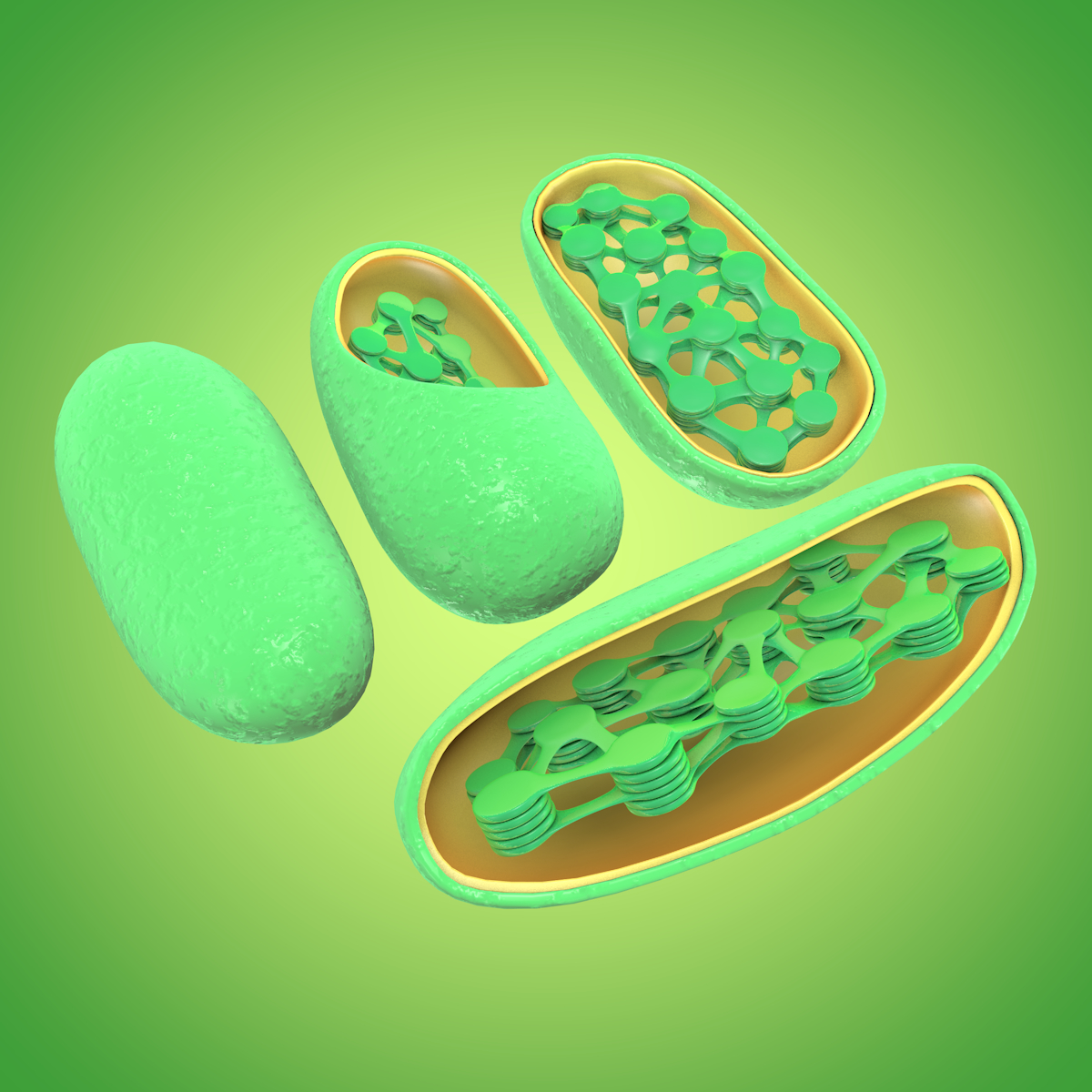 chloroplast 3d obj