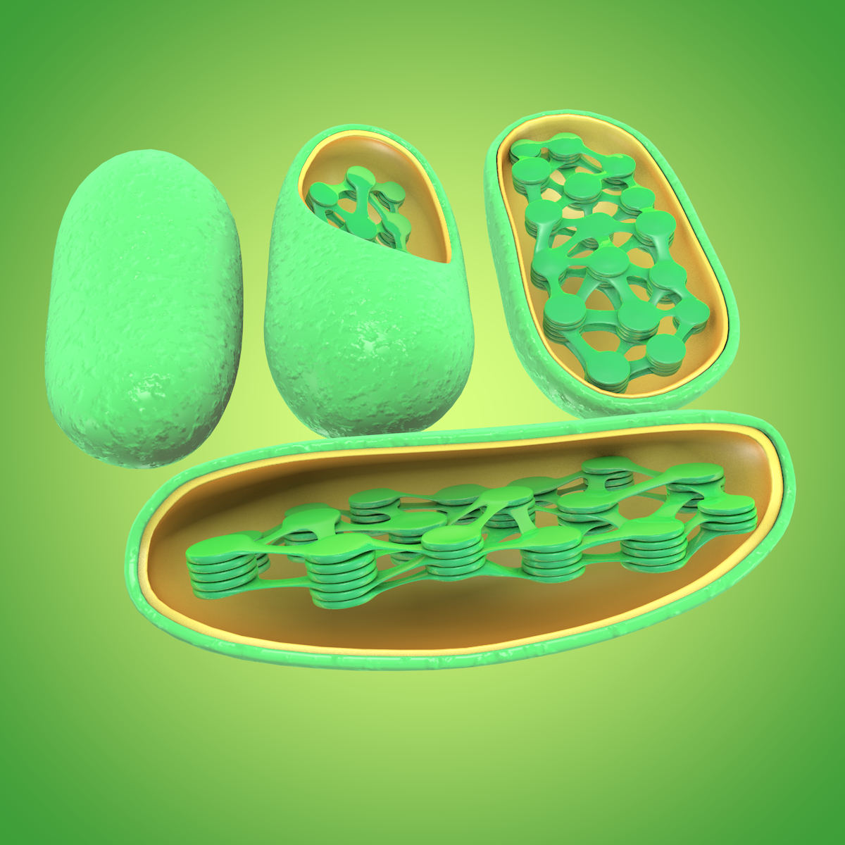 chloroplast 3d obj