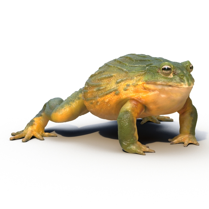 3d model african bullfrog rigged