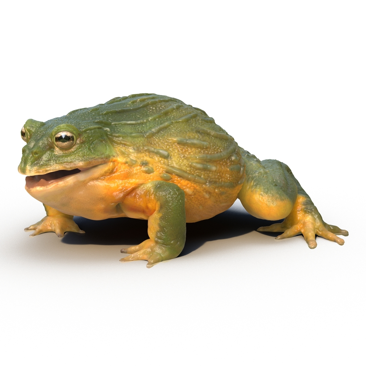 3d model african bullfrog rigged