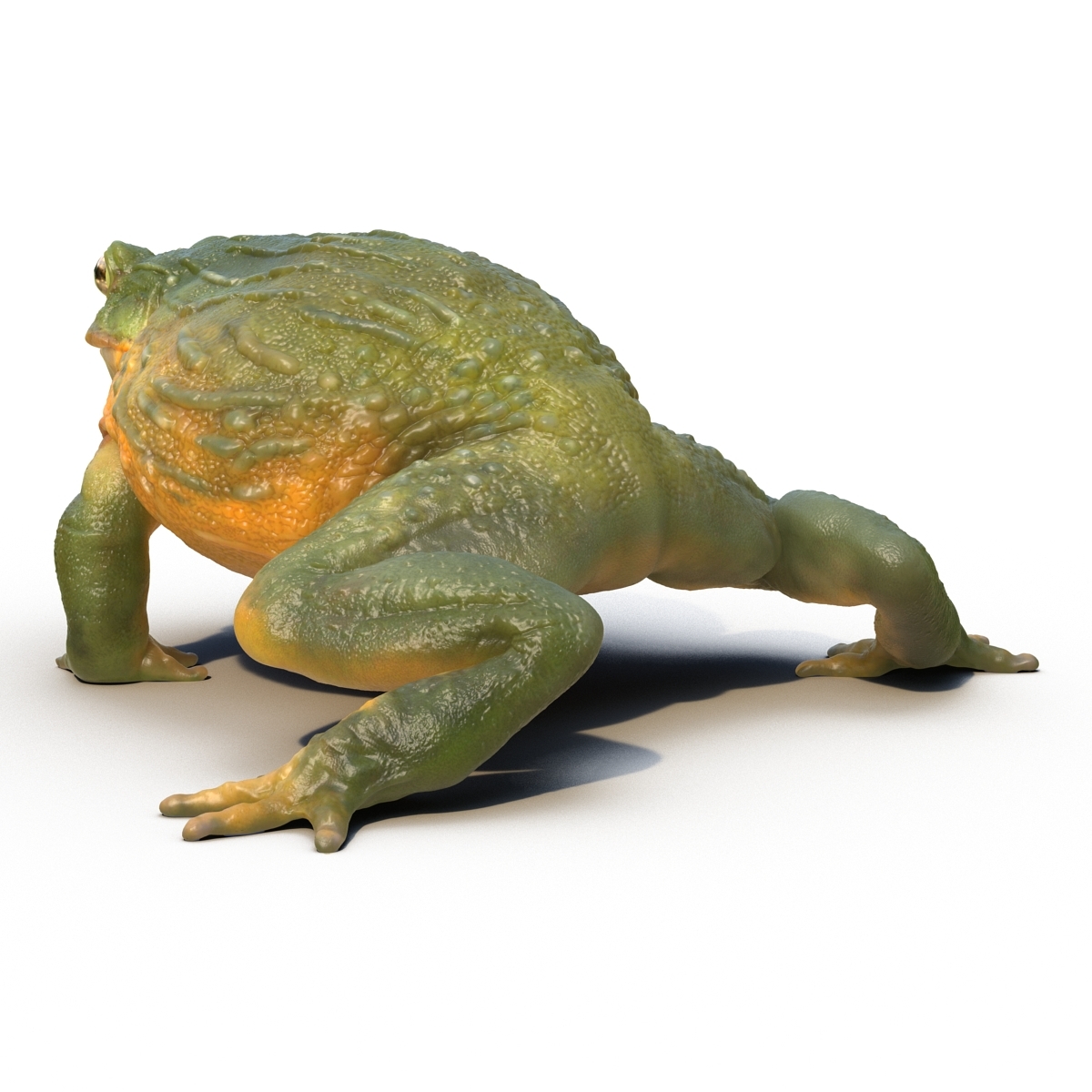 3d model african bullfrog rigged