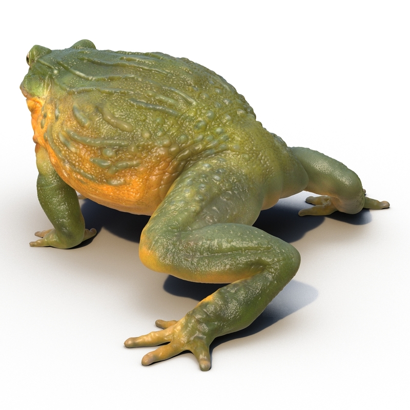 3d model african bullfrog rigged