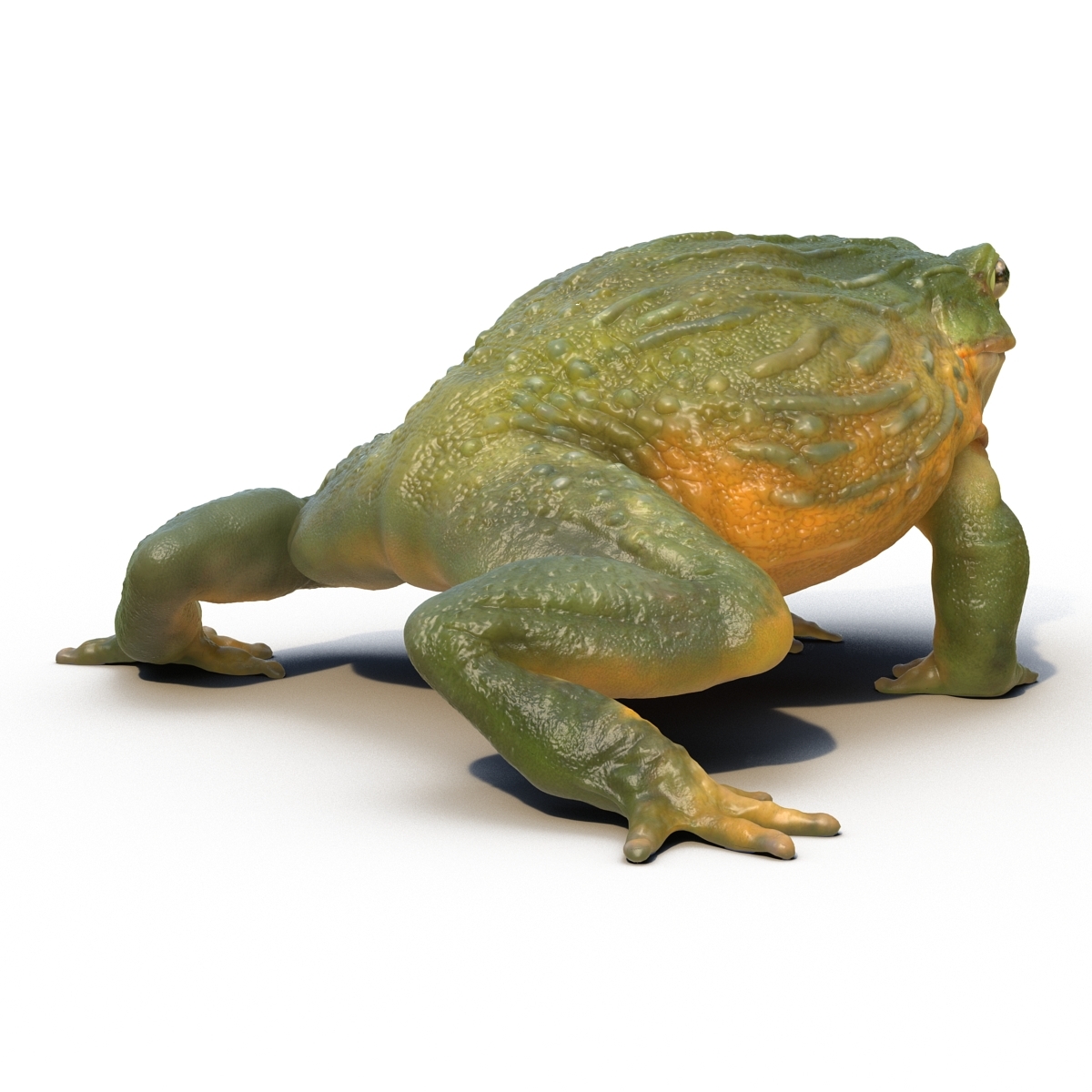 3d model african bullfrog rigged