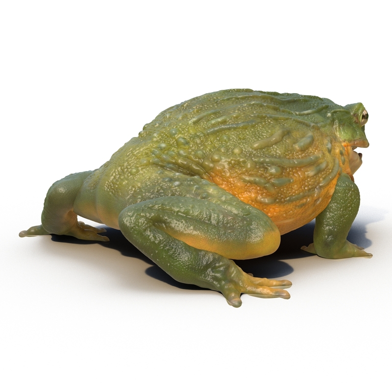 3d model african bullfrog rigged