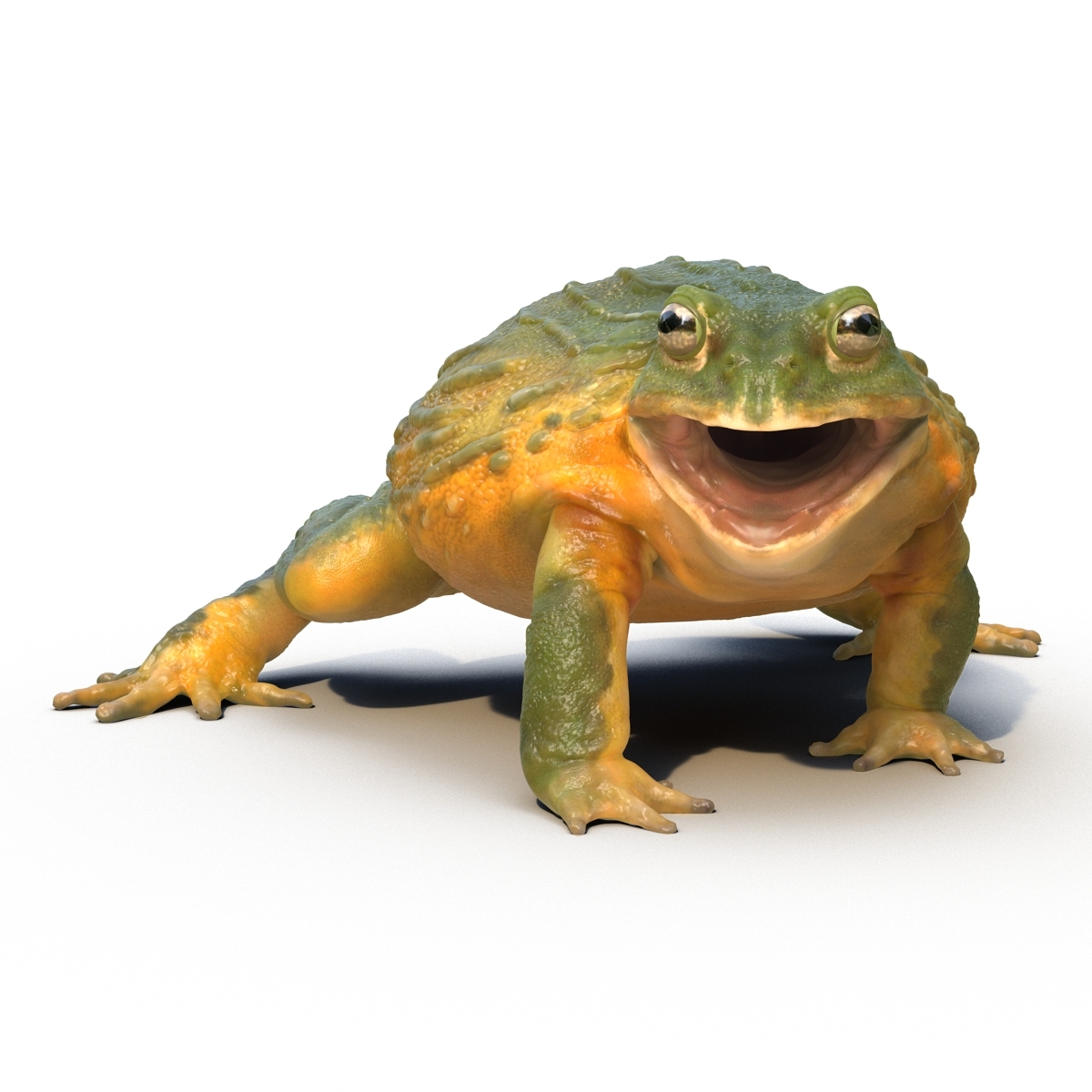 3d model african bullfrog rigged
