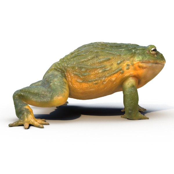 3d model african bullfrog rigged