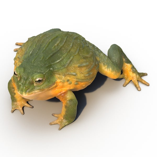 3d model african bullfrog rigged