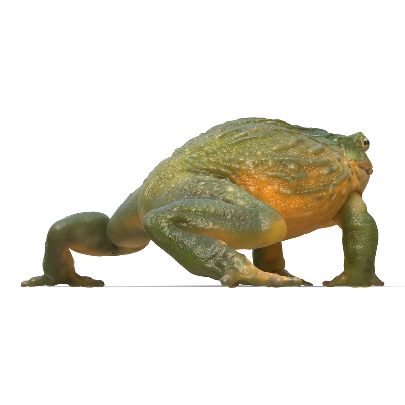3d model african bullfrog rigged