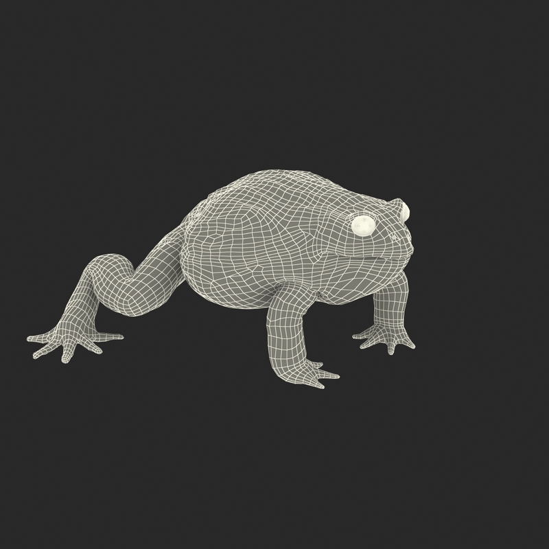 3d model african bullfrog rigged