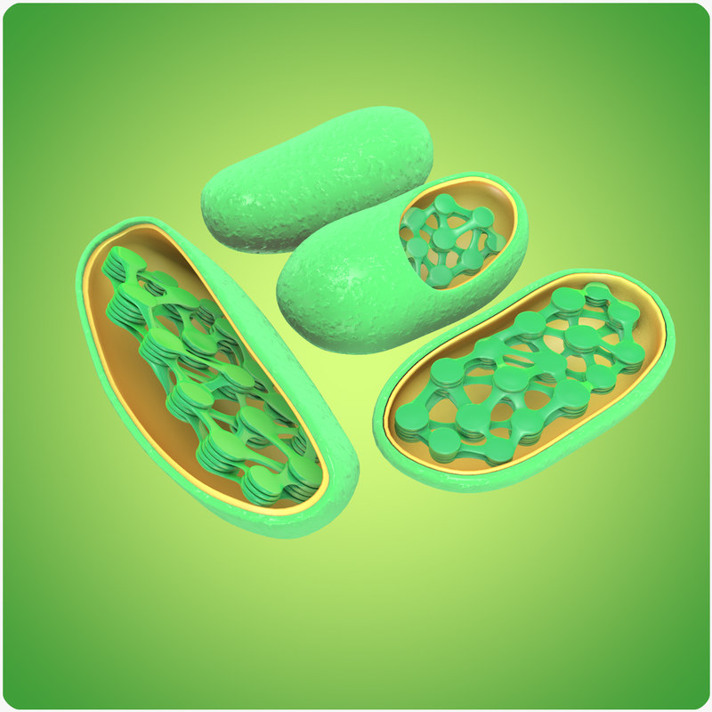 chloroplast 3d obj