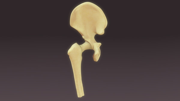 3d model bone marrow