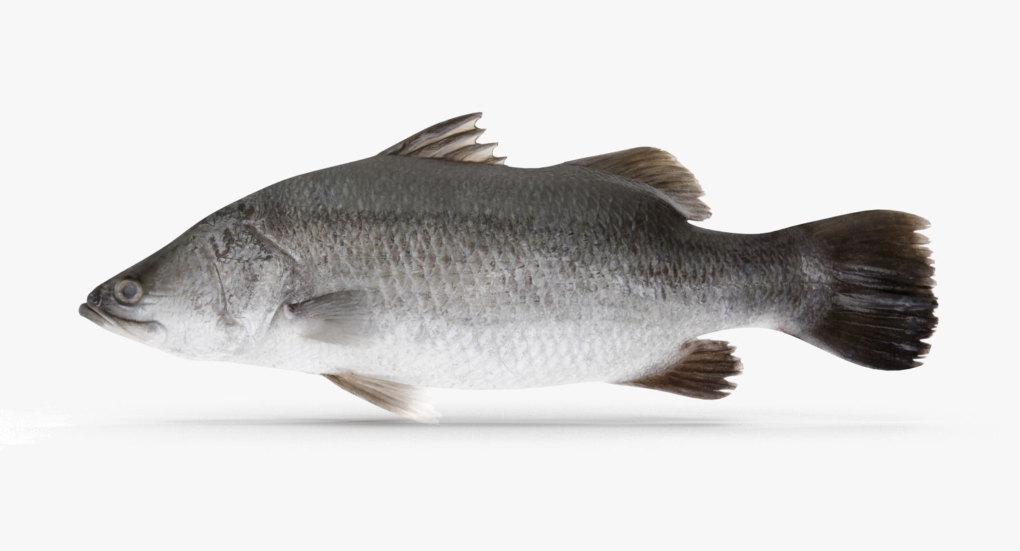 barramundi 3d max