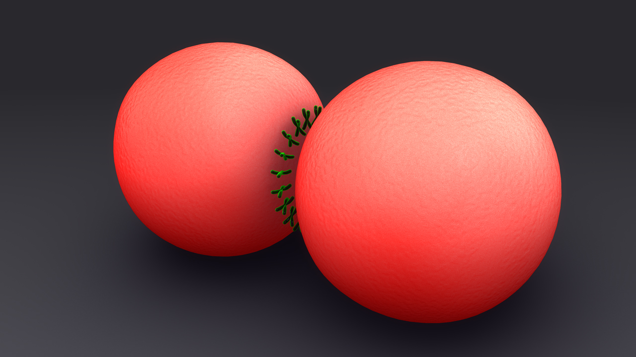 3d cell division model