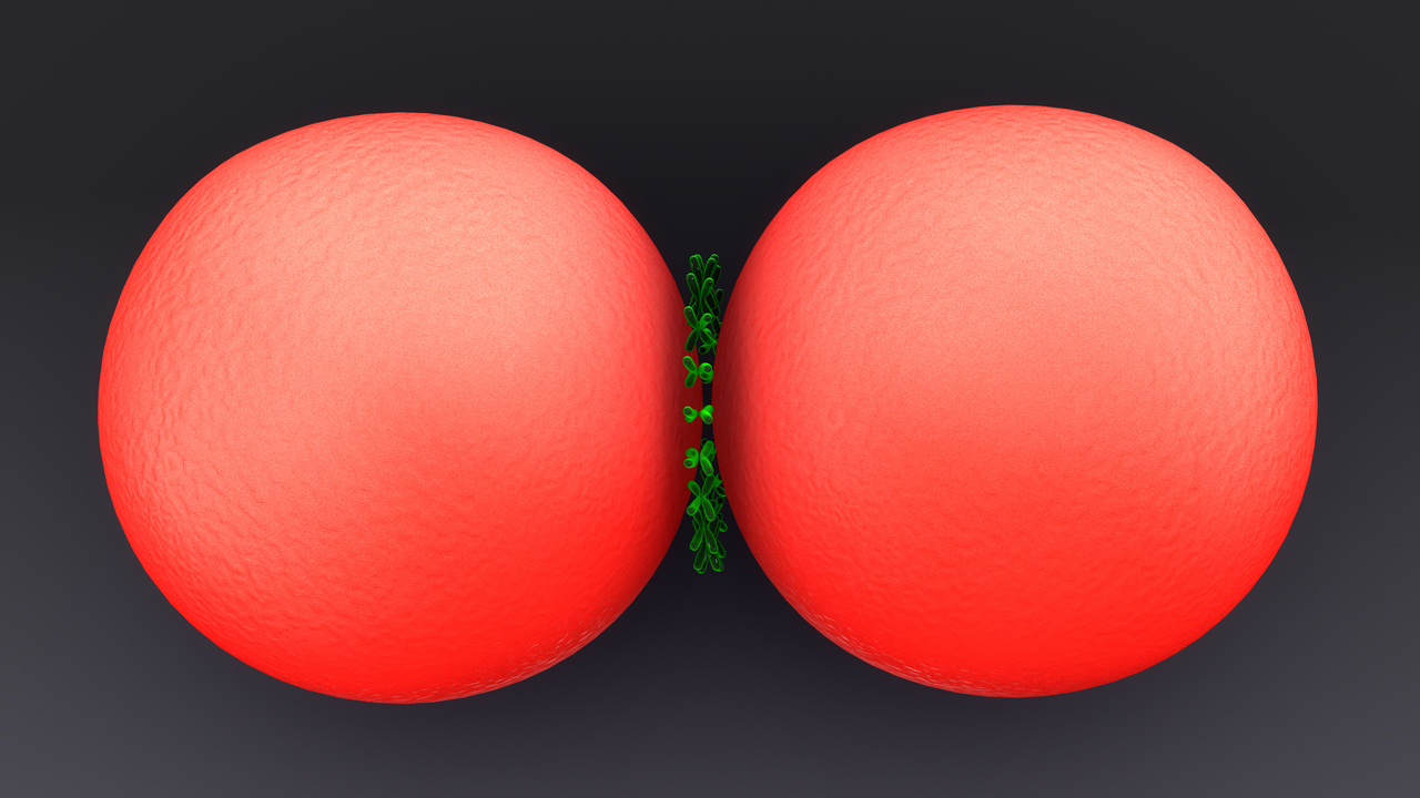 3d cell division model