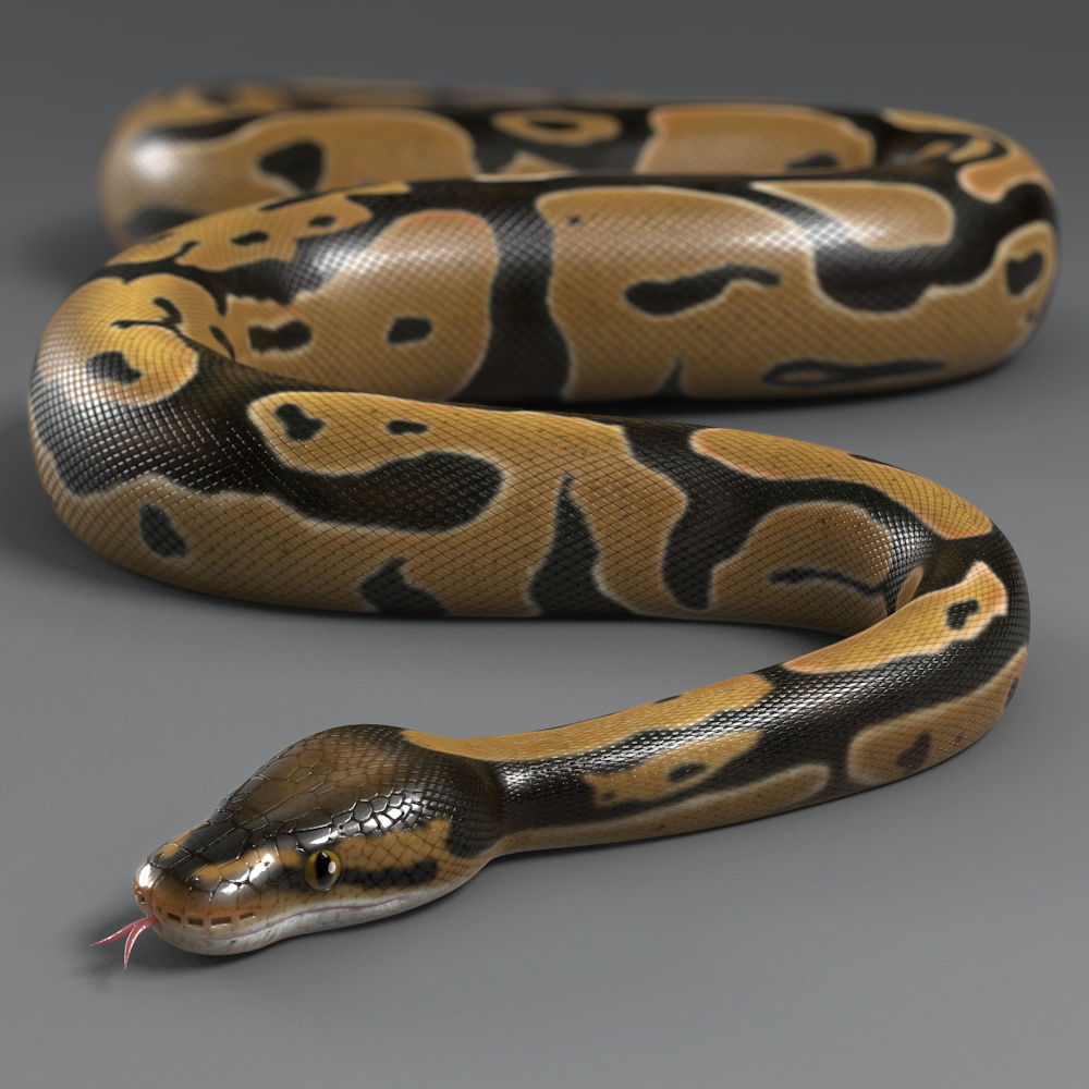 max normal ball python