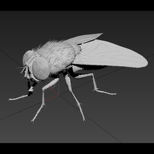 3D Fly Models | TurboSquid