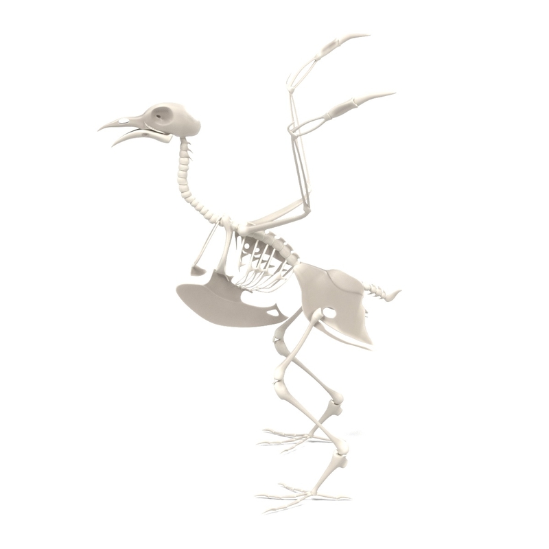 3d model pigeon skeleton