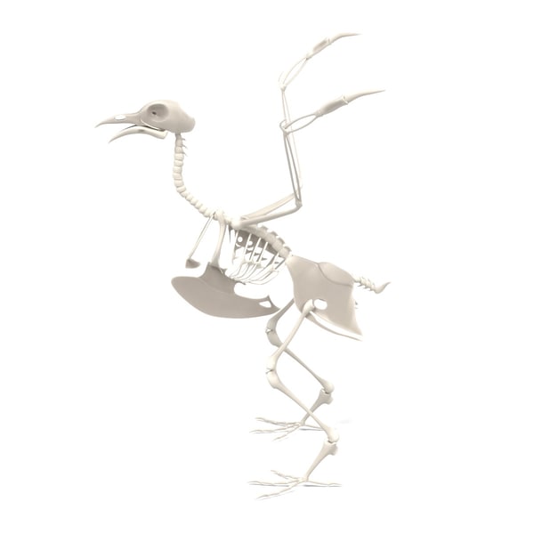 3d model pigeon skeleton
