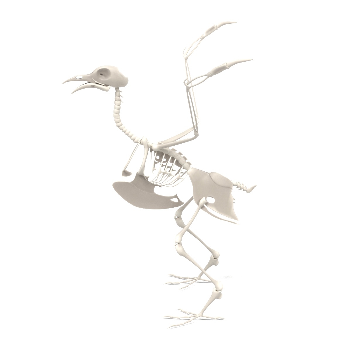 3d model pigeon skeleton