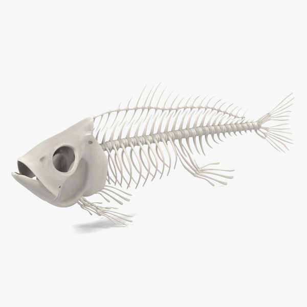 fish skeleton 3d obj