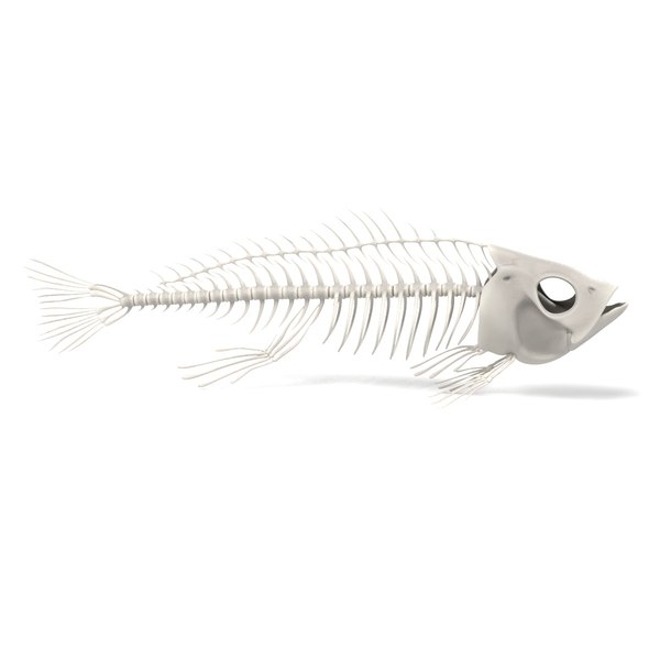 fish skeleton 3d obj