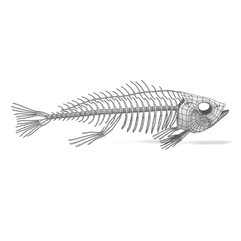 fish skeleton 3d obj