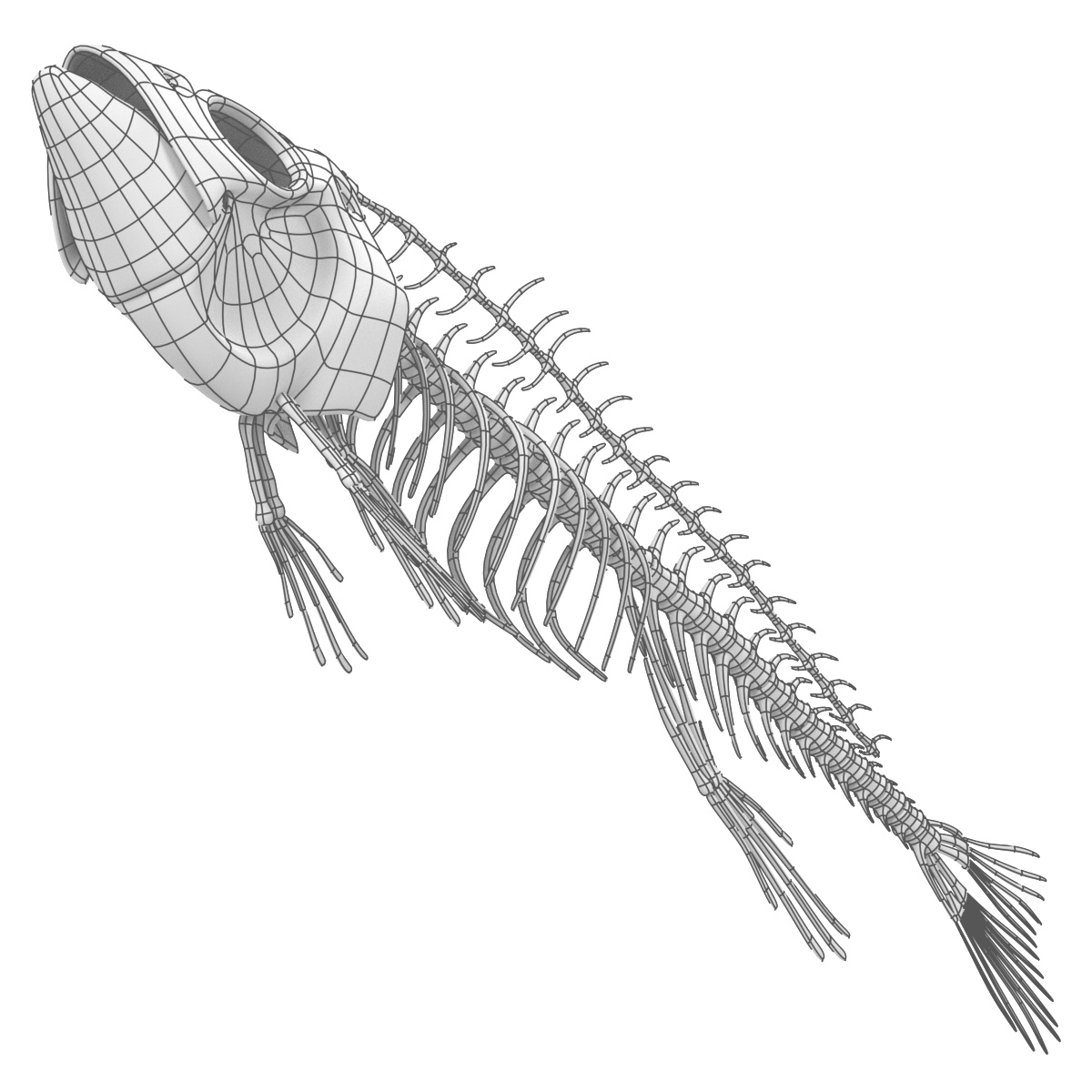fish skeleton 3d obj