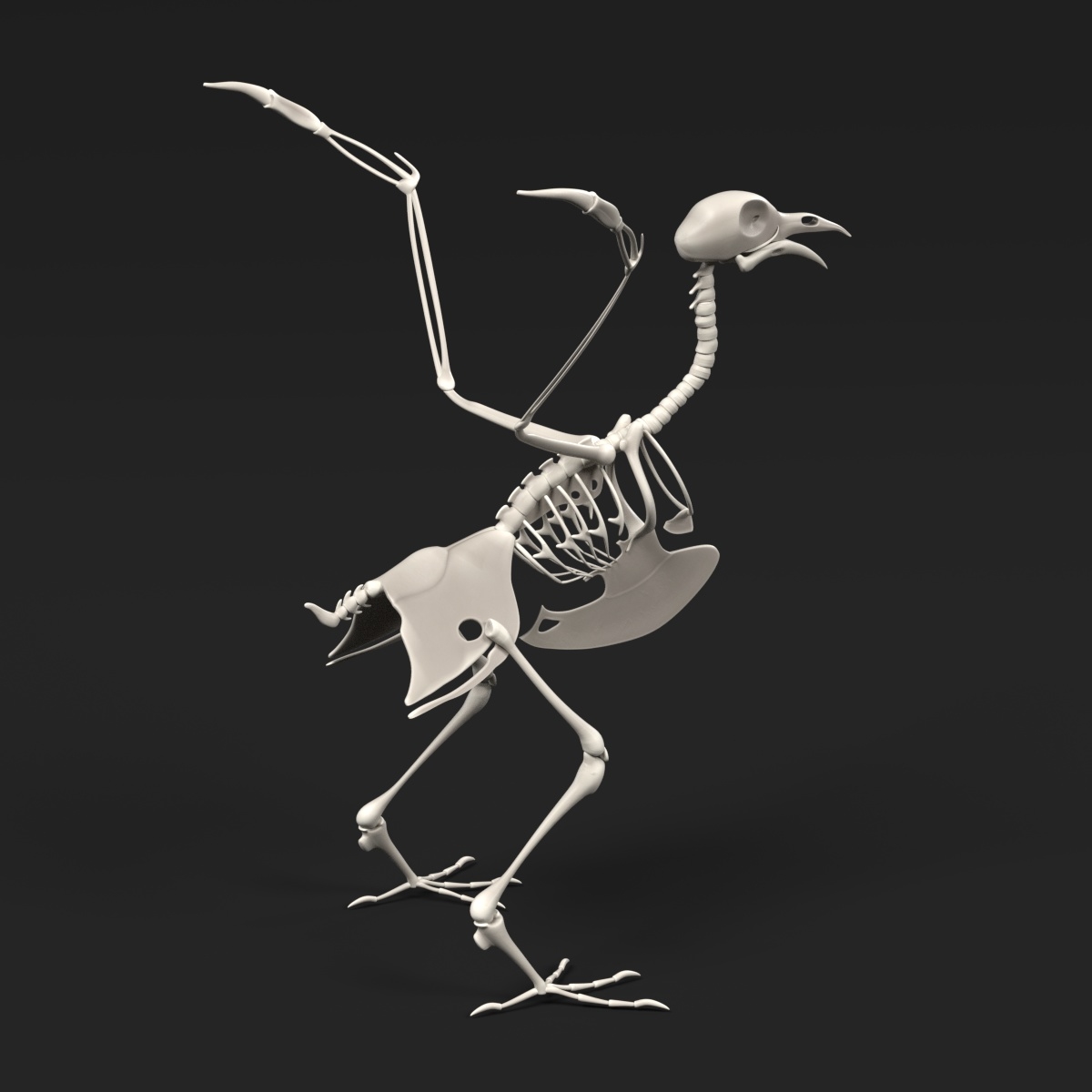 3d model pigeon skeleton