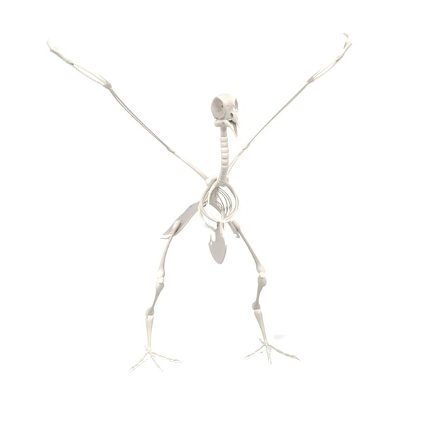 3d model pigeon skeleton