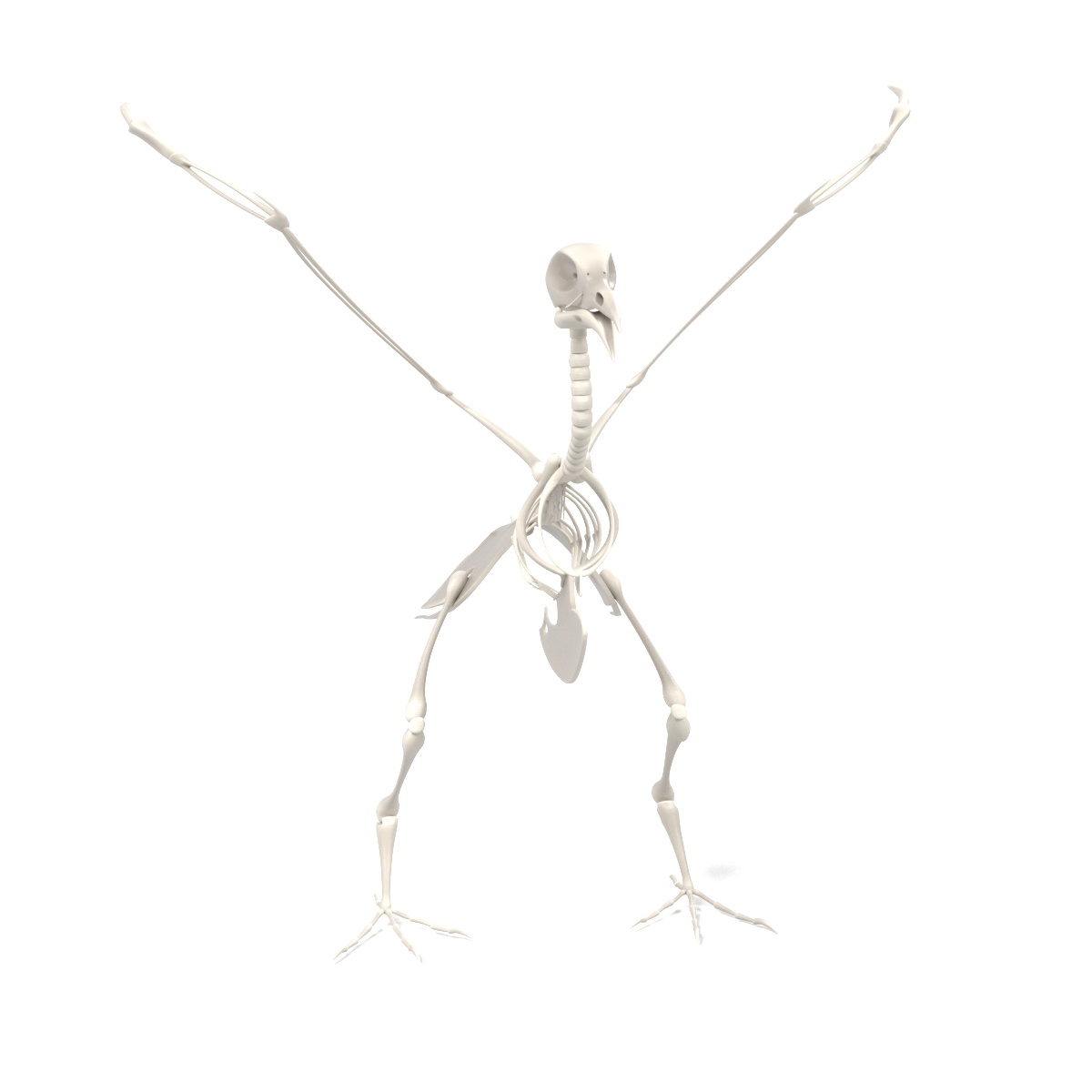 3d model pigeon skeleton