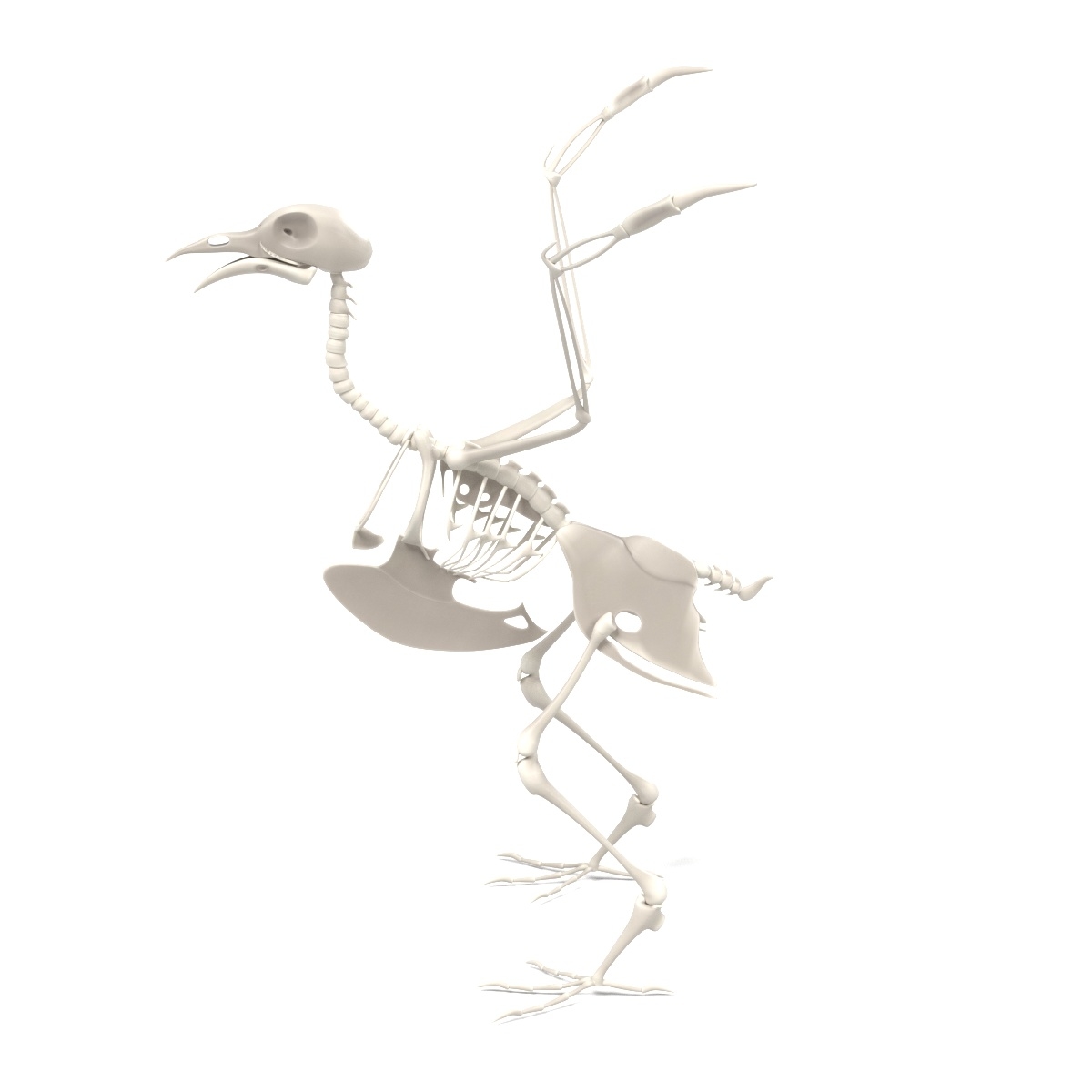 3d model pigeon skeleton