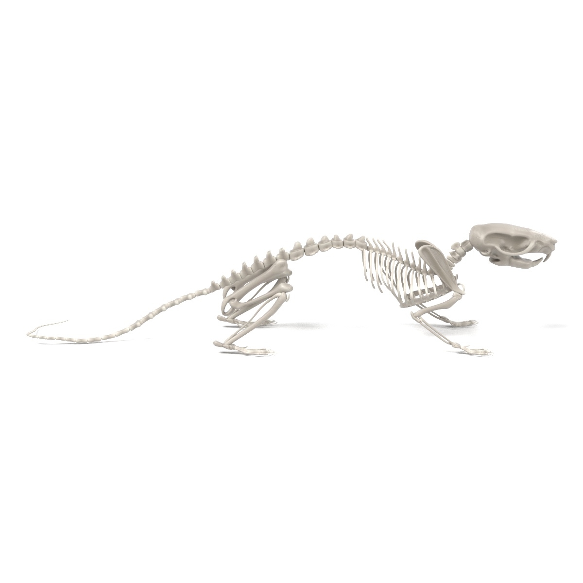 fbx rat skeleton