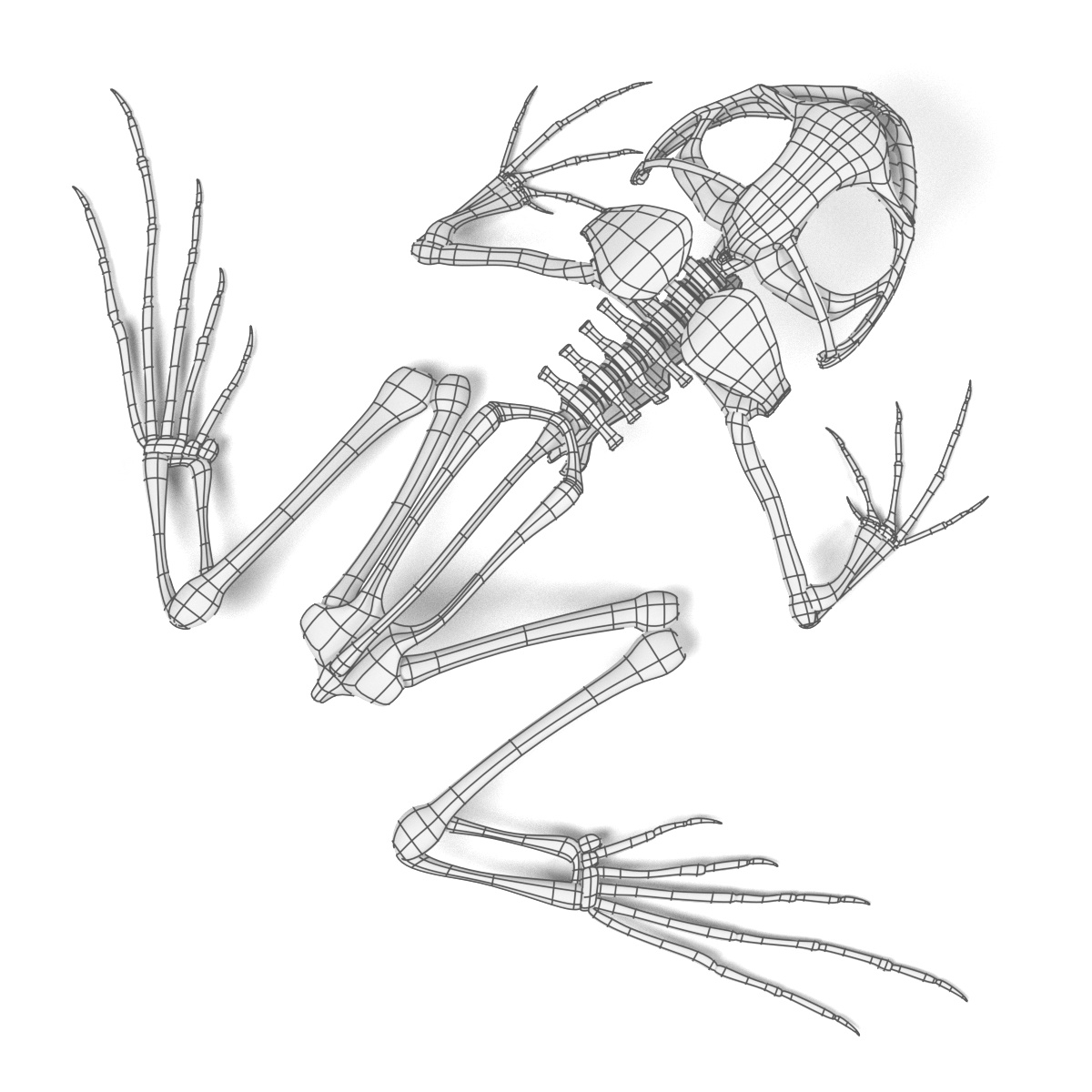 toad skeleton 3d model
