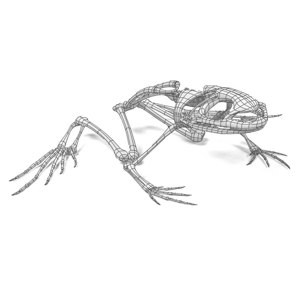 toad skeleton 3d model
