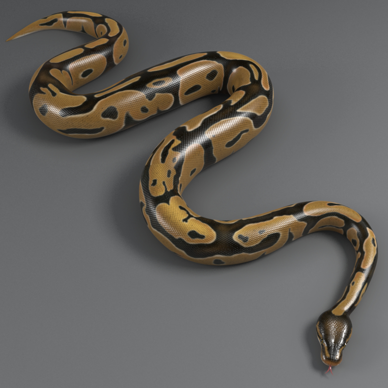 max normal ball python