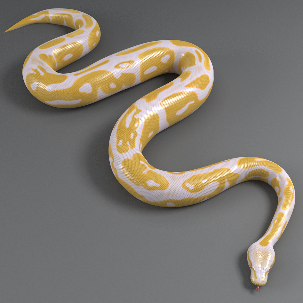 3d max albino ball python