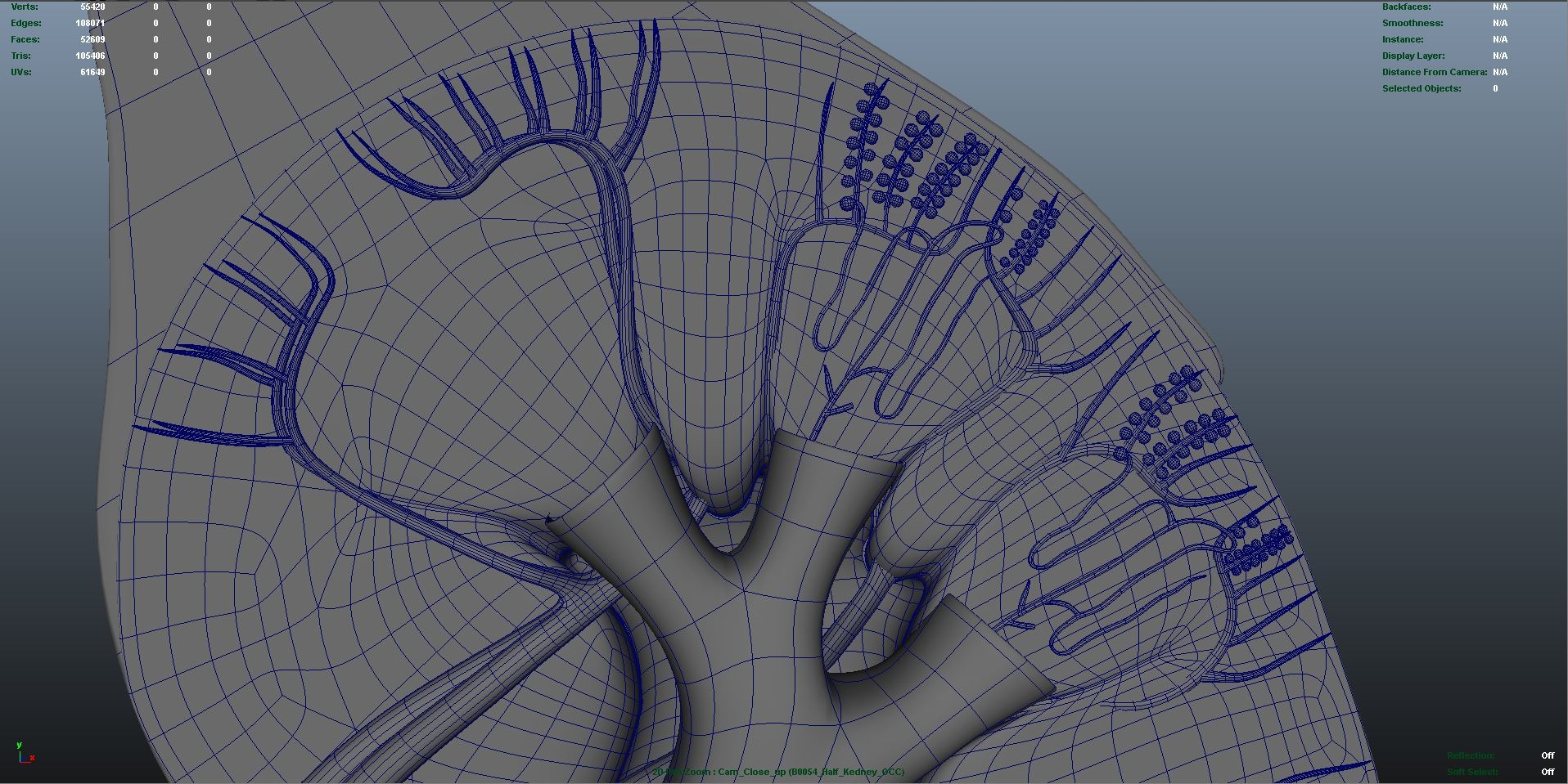 3d model of kidney anatomy