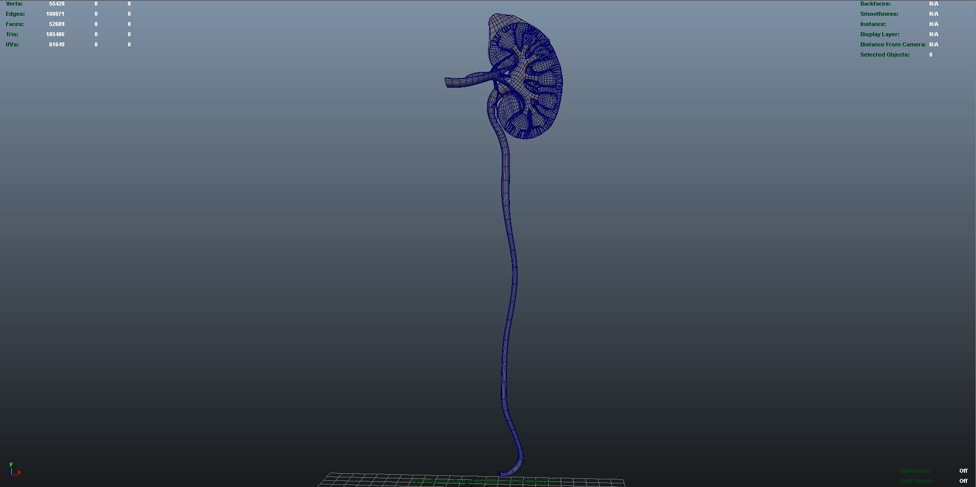 3d model of kidney anatomy