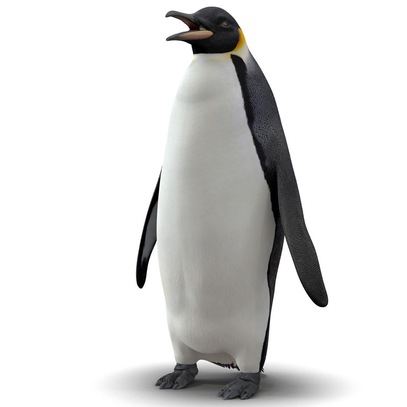3d model penguin