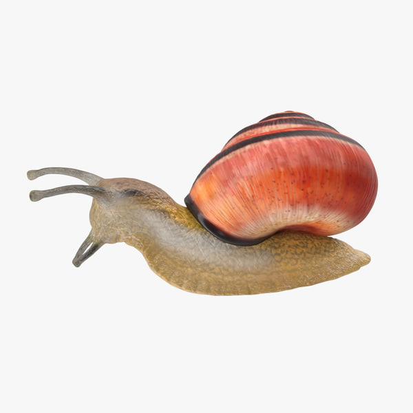 Snail 3D Models for Download | TurboSquid
