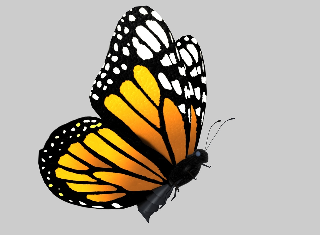 modelo 3d Mariposa Low Poly - TurboSquid 1053937