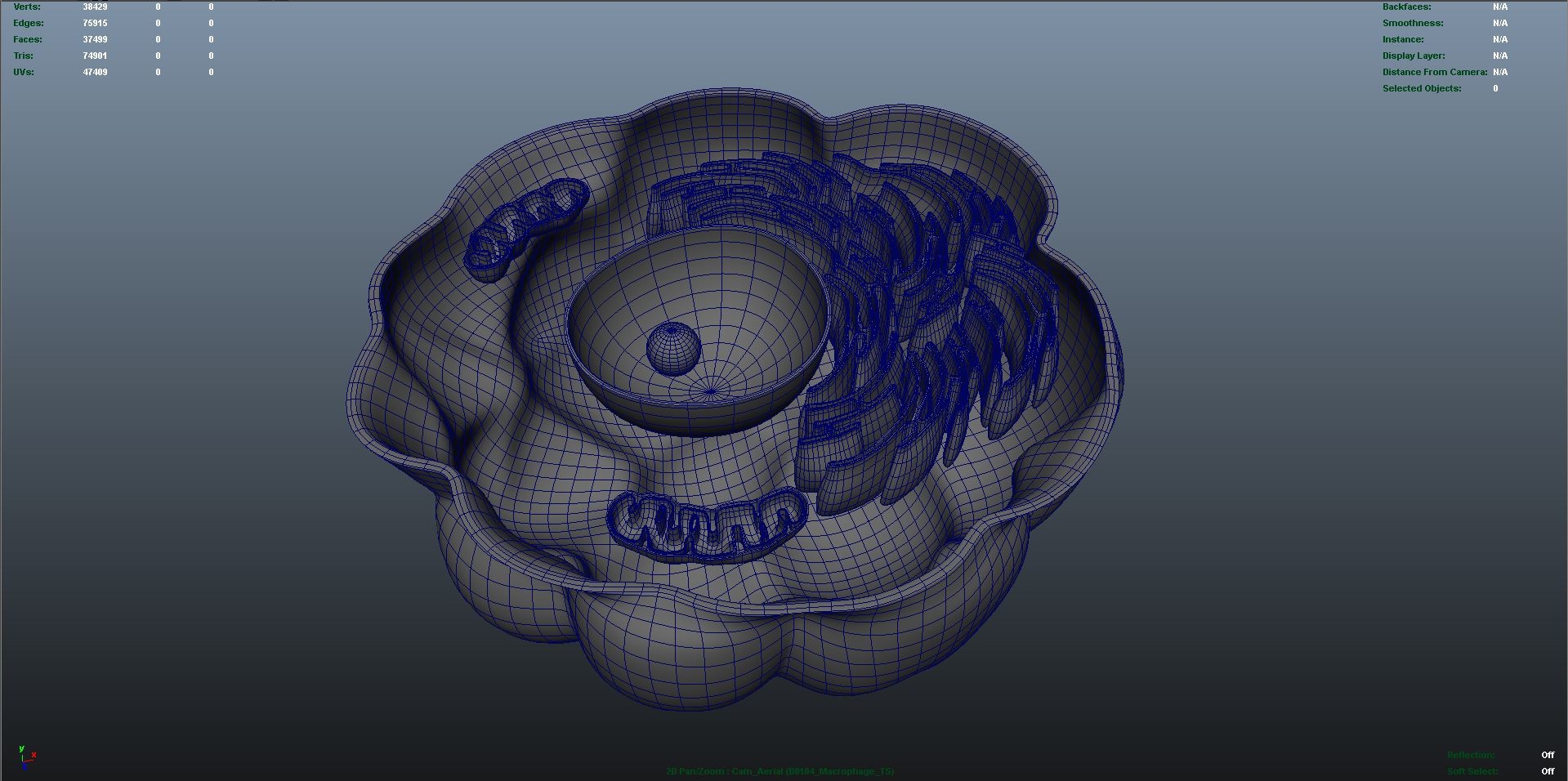 3d model macrophage anatomy
