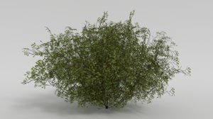 Free 3D Bush Models | TurboSquid