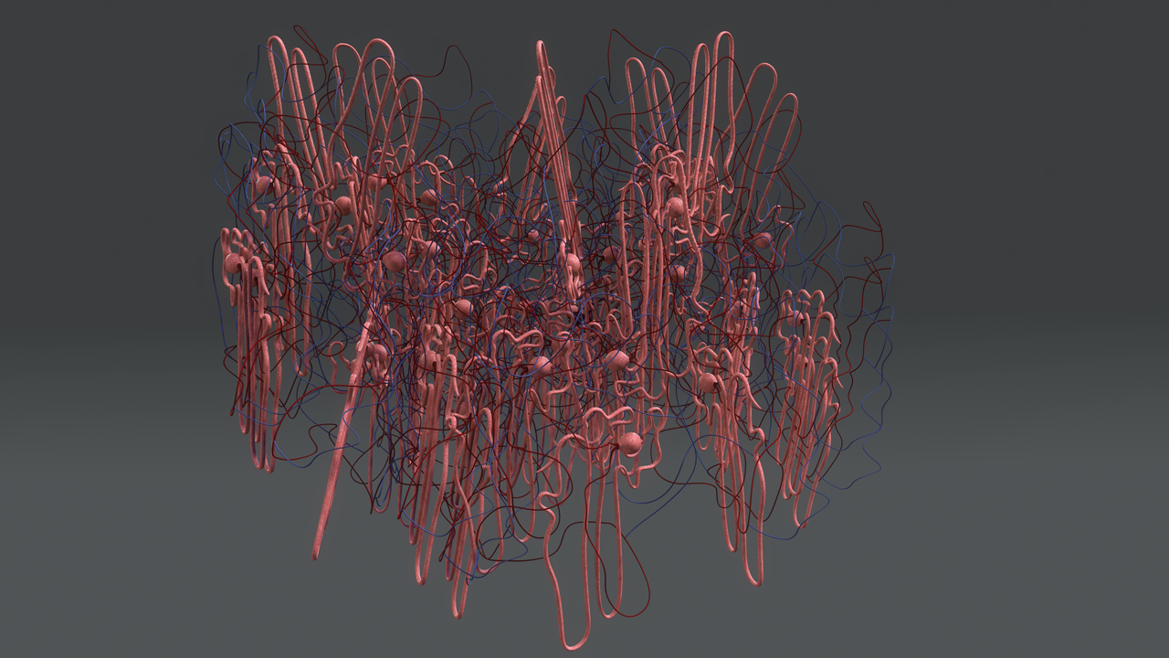 nephron 3d model