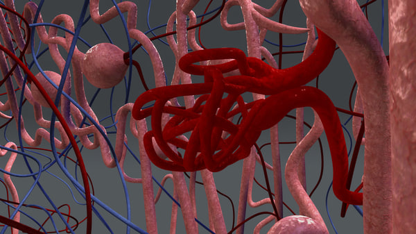 nephron 3d model